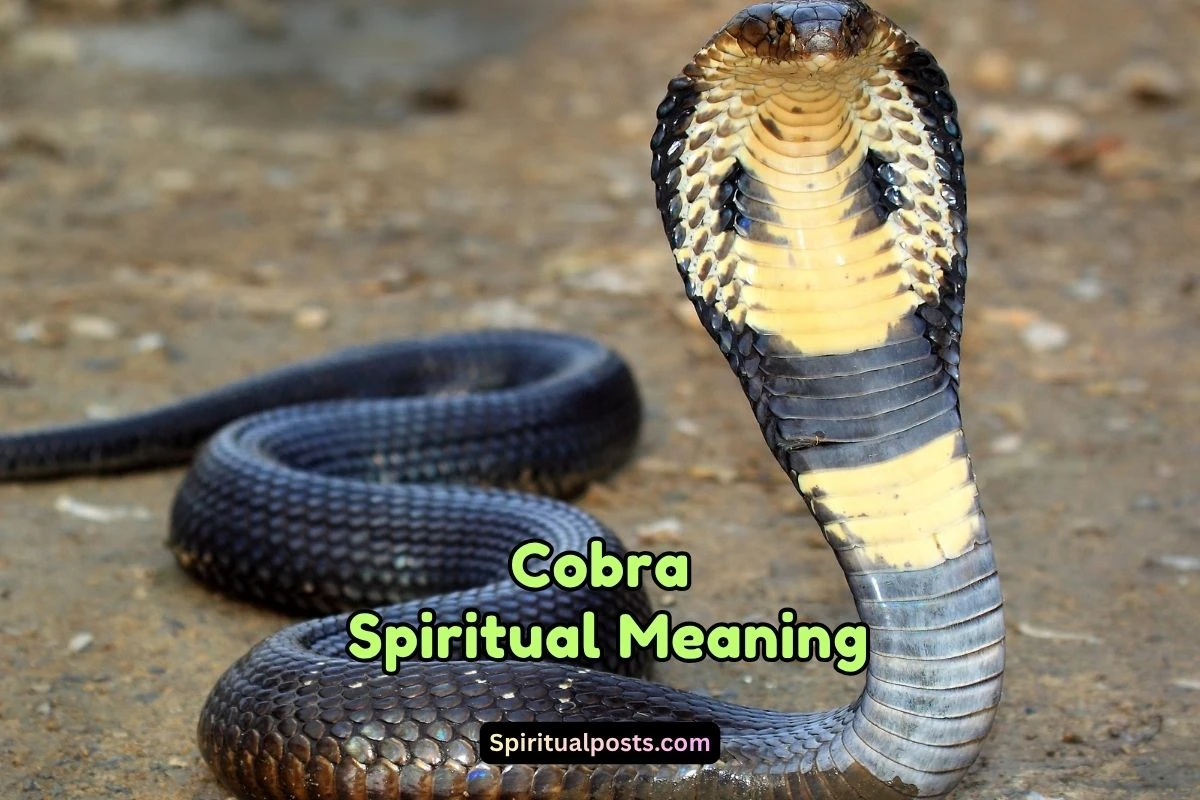 Cobra Spiritual Meaning and Symbolism: Power, Transformation ...